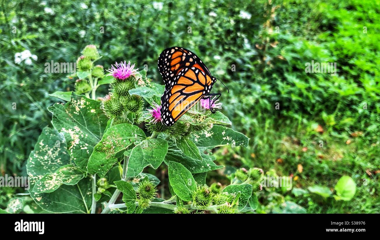Monarch butterfly feeding Stock Photo - Alamy