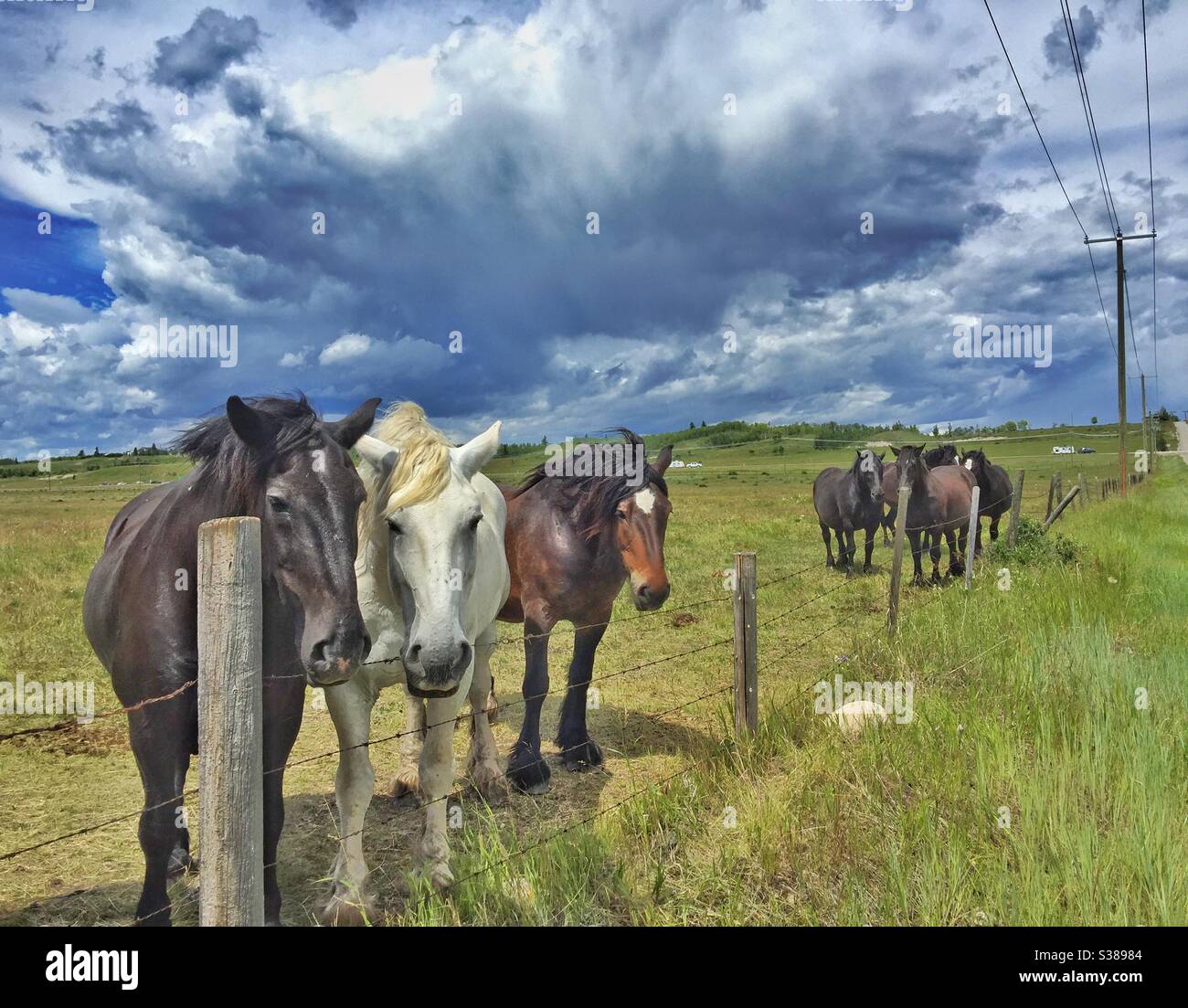 Six , Percheron horses,pasture, foothills, Canadian Rockies,grazing ...