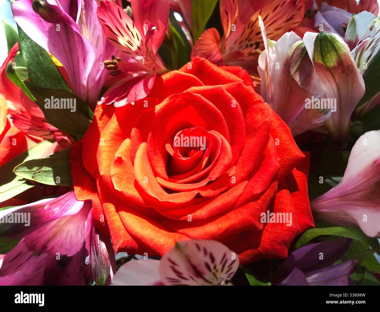 Peruvian lilies hi-res stock photography and images - Alamy