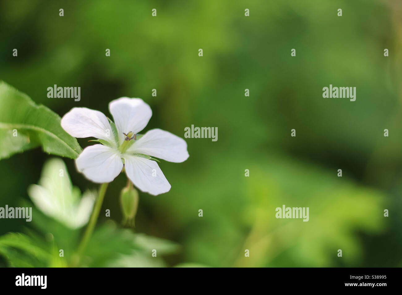 Single white flower hi-res stock photography and images - Alamy