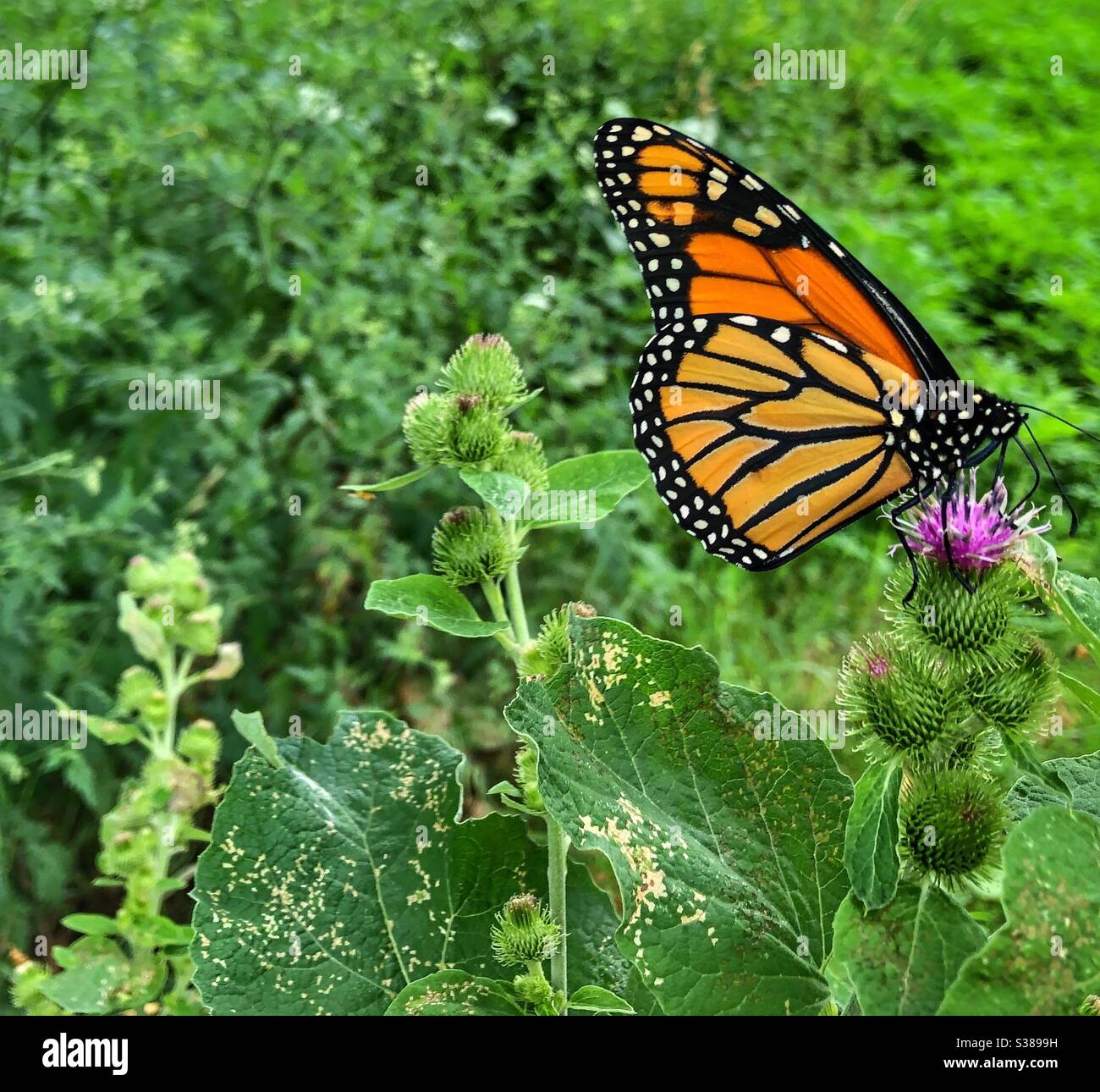 Monarch butterfly feeding Stock Photo - Alamy
