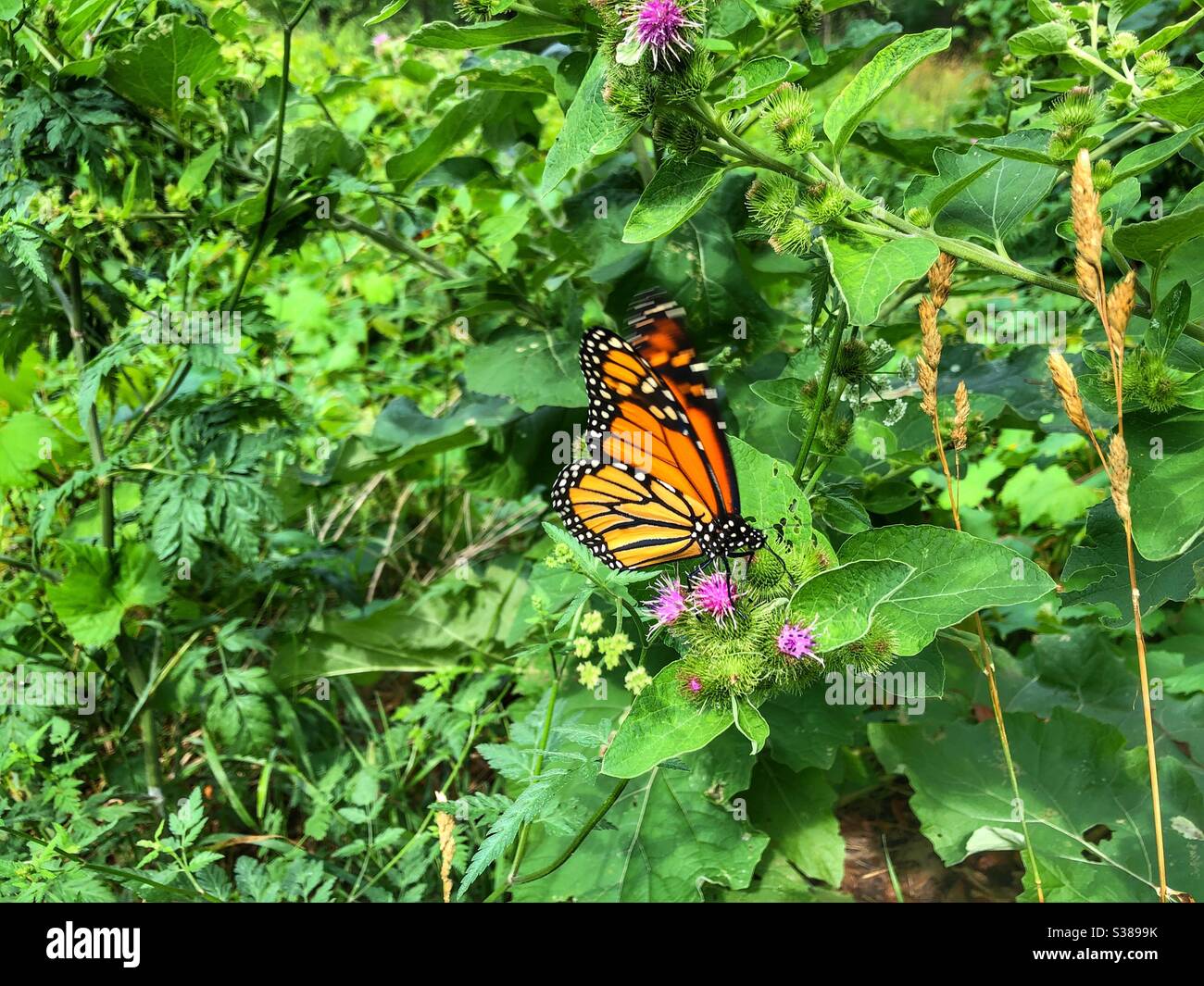 Monarch butterfly feeding Stock Photo - Alamy