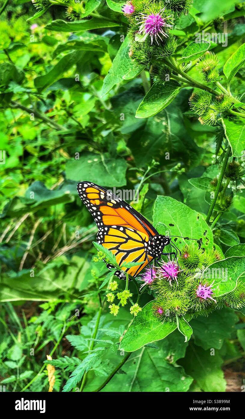 Monarch butterfly feeding Stock Photo - Alamy