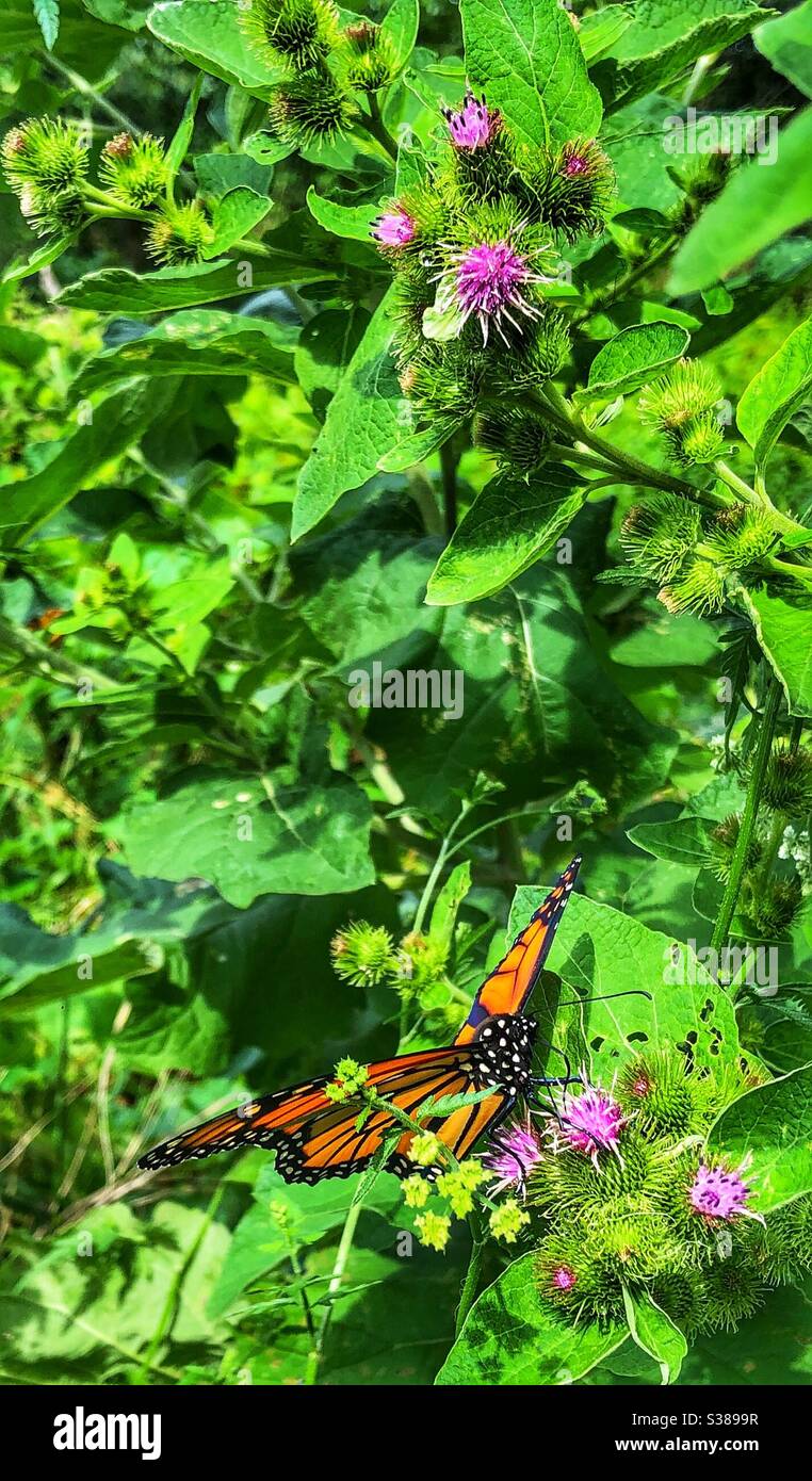 Monarch butterfly feeding Stock Photo - Alamy