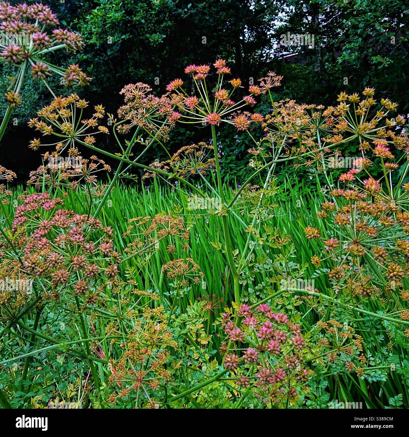 A photograph of beautiful umbel flora by the side of a canal. Beautiful ...