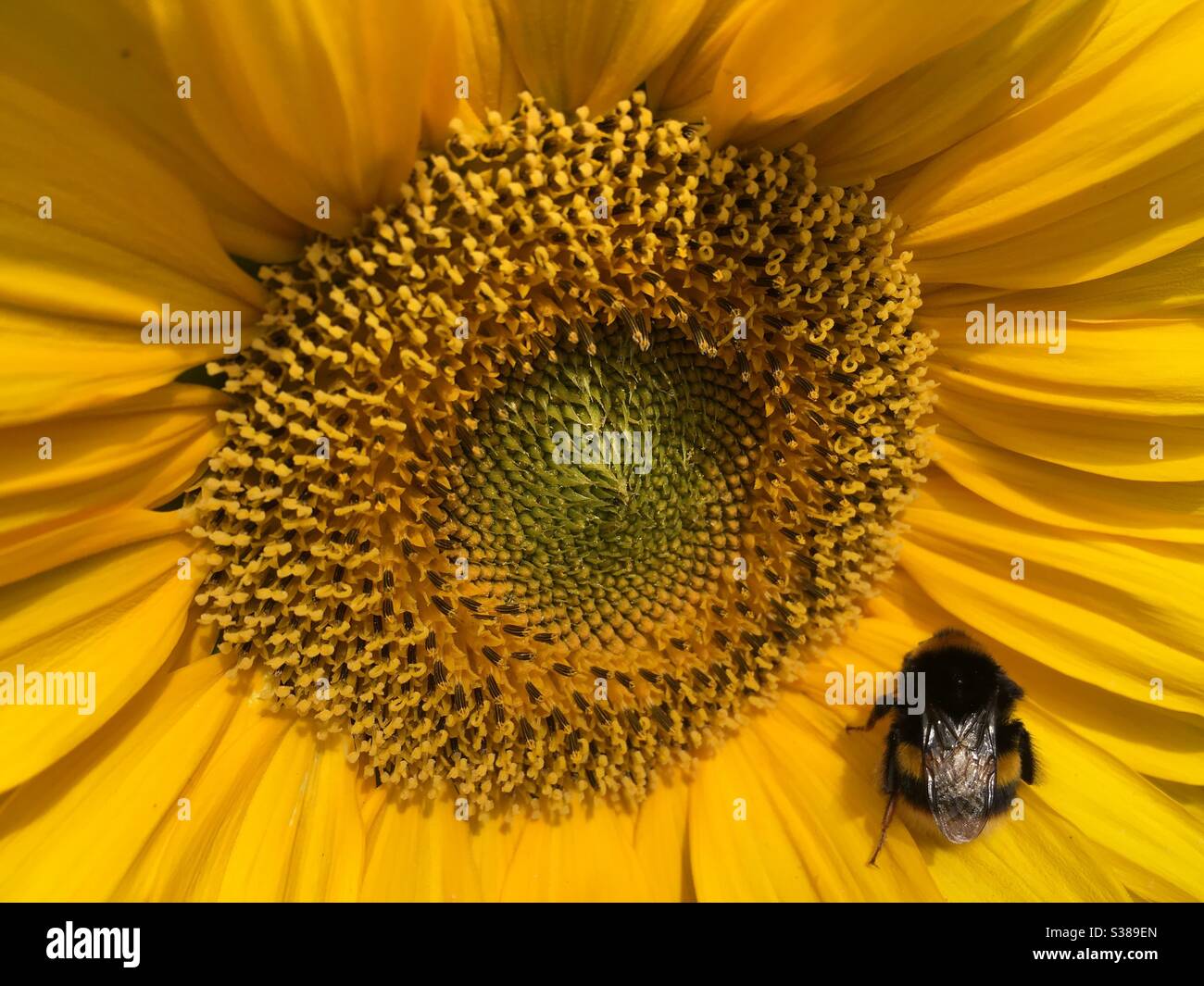 Bumble bee sunflower hi-res stock photography and images - Alamy
