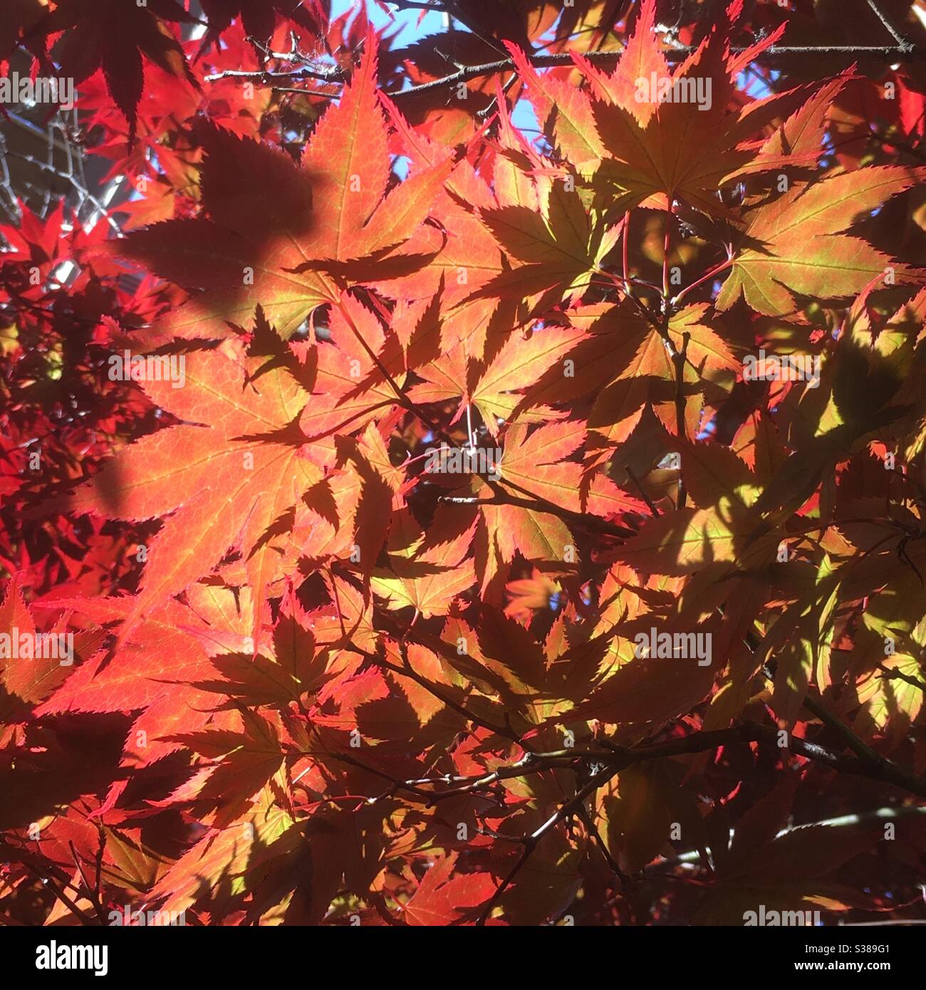 Red maple in sun hi-res stock photography and images - Alamy