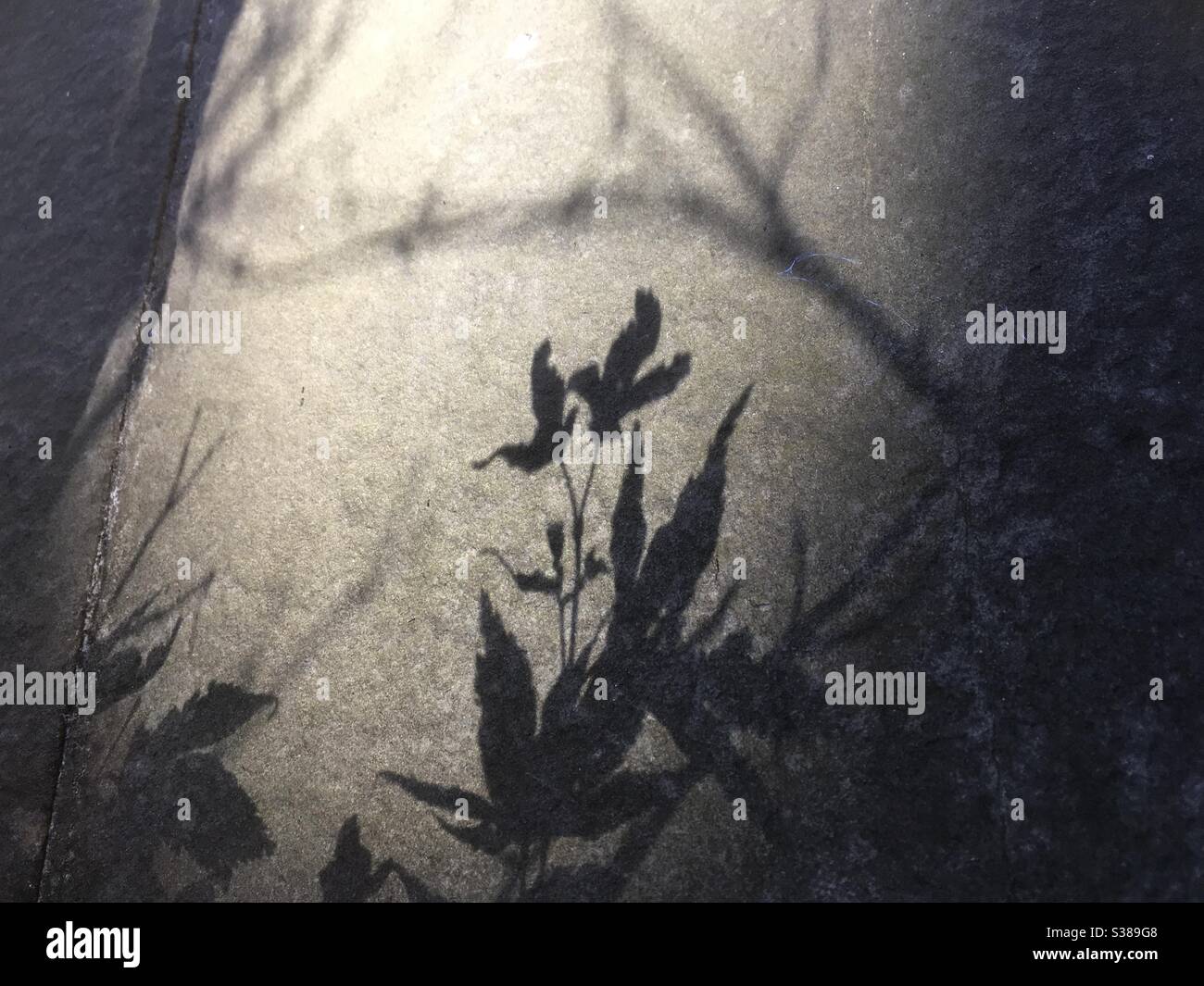 Japanese maple leaf hi-res stock photography and images - Alamy