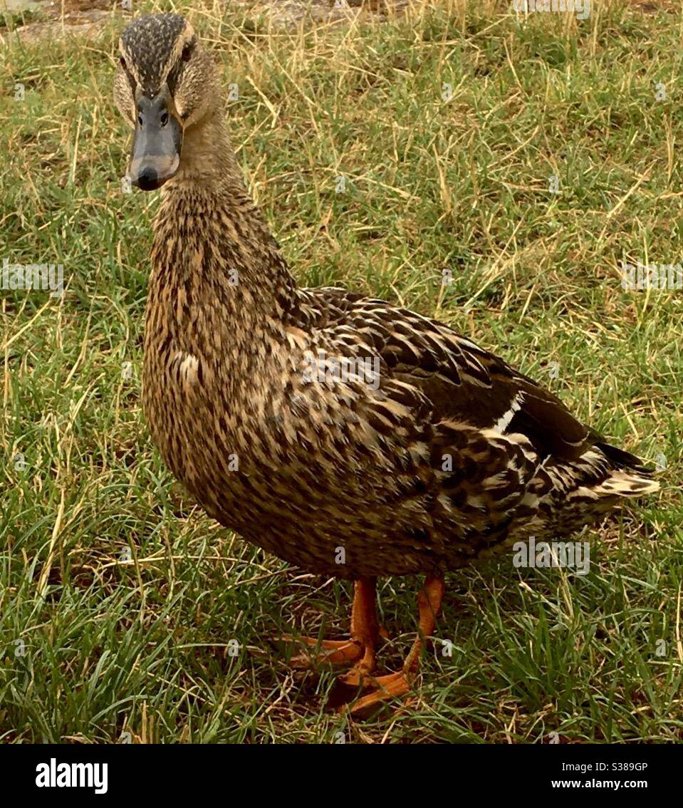 Mother duck hi-res stock photography and images - Alamy