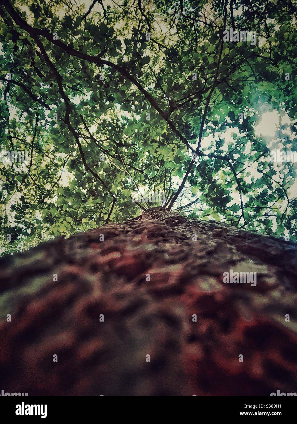 Tall greenery hi-res stock photography and images - Alamy