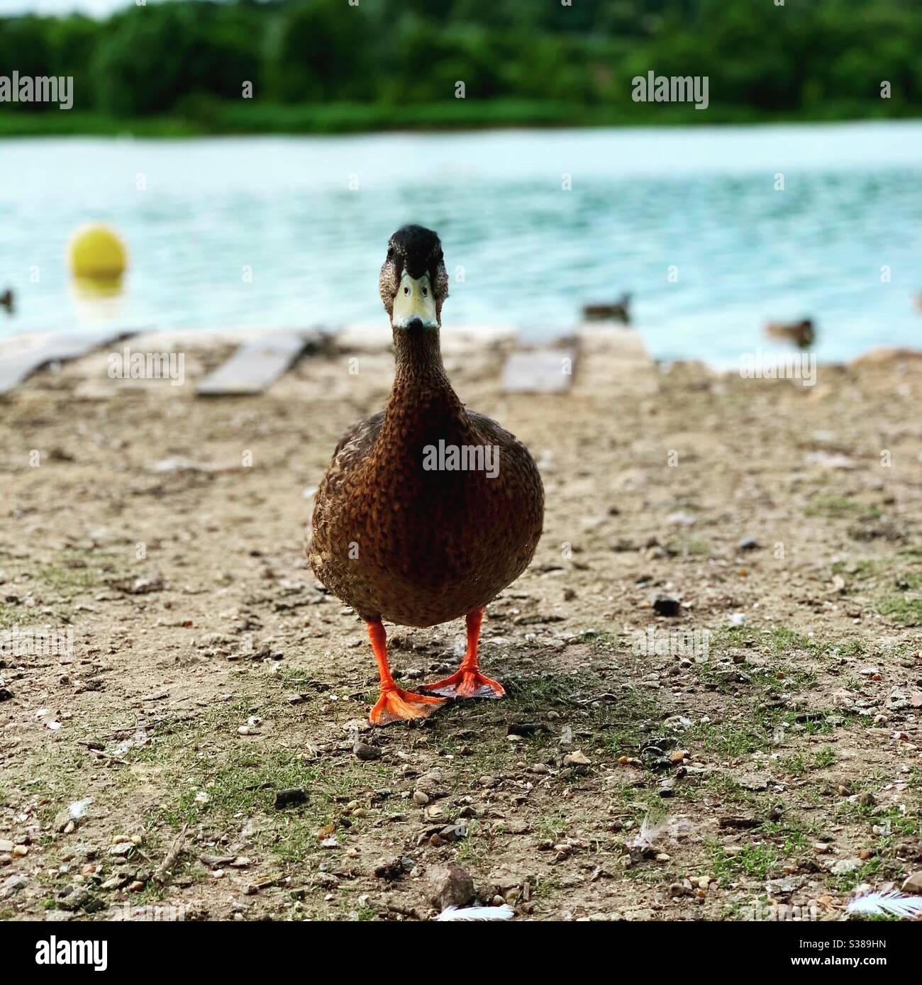 Male mallards eclipse plumage hi-res stock photography and images - Alamy