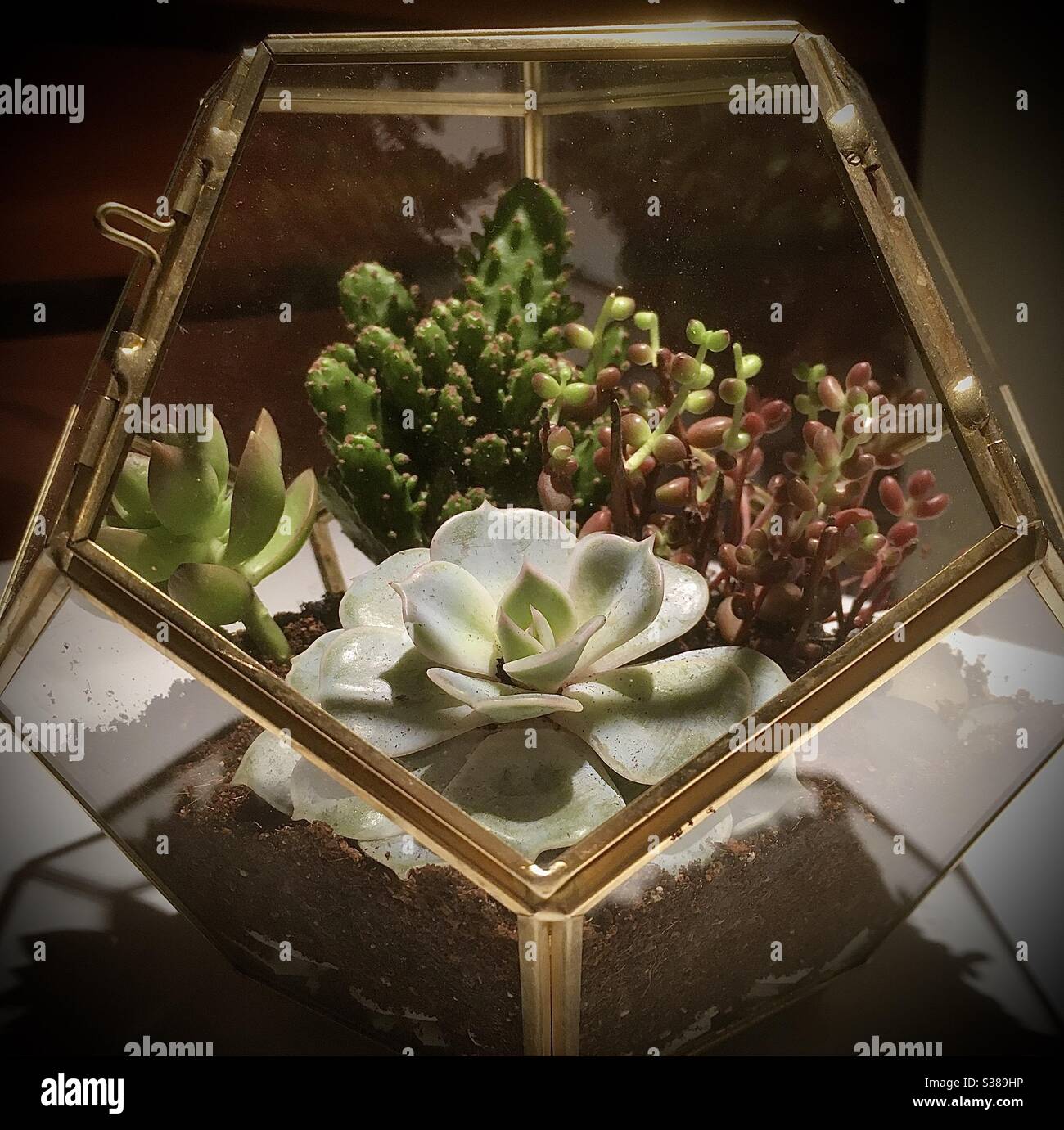 Glass Terrarium High Resolution Stock Photography and Images - Alamy