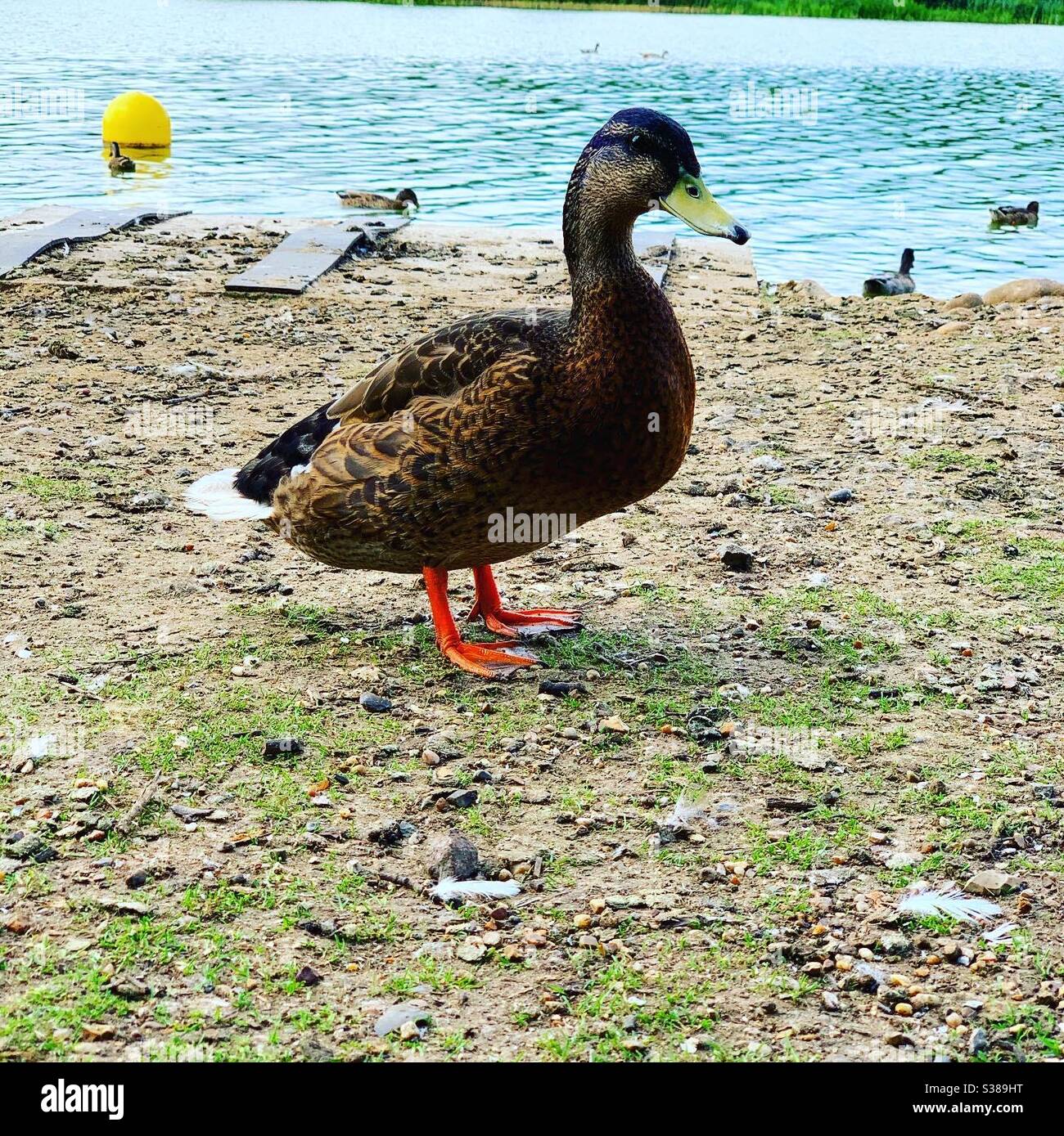 Male mallards eclipse plumage hi-res stock photography and images - Alamy