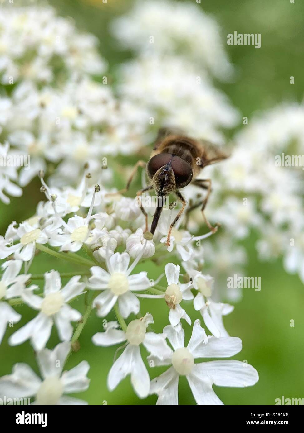 Nectar from white flower hi-res stock photography and images - Alamy