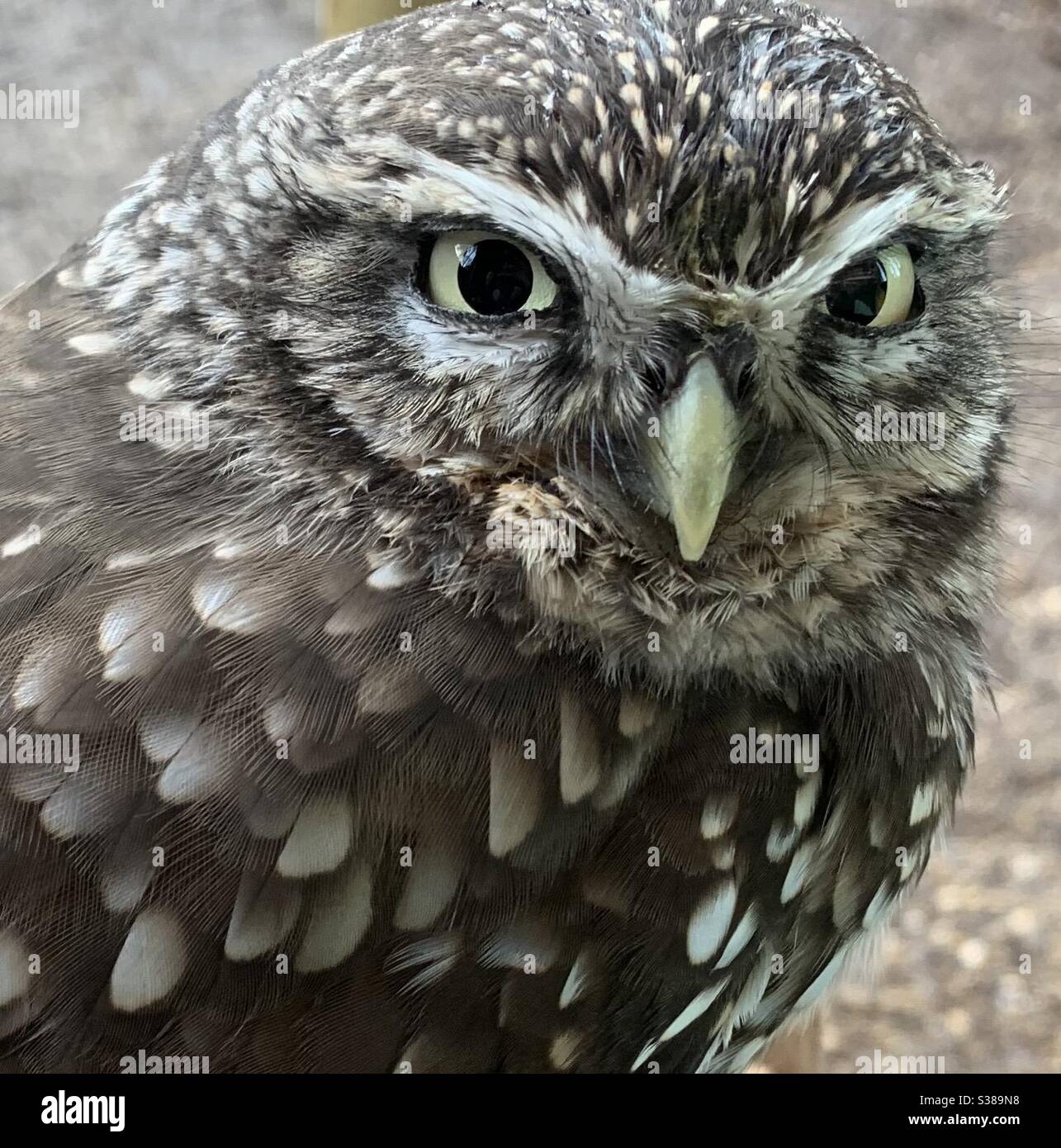 Owl eyes hi-res stock photography and images - Alamy