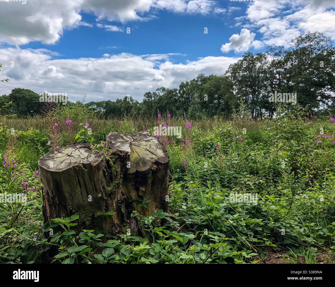 Tree stumps hi-res stock photography and images - Alamy