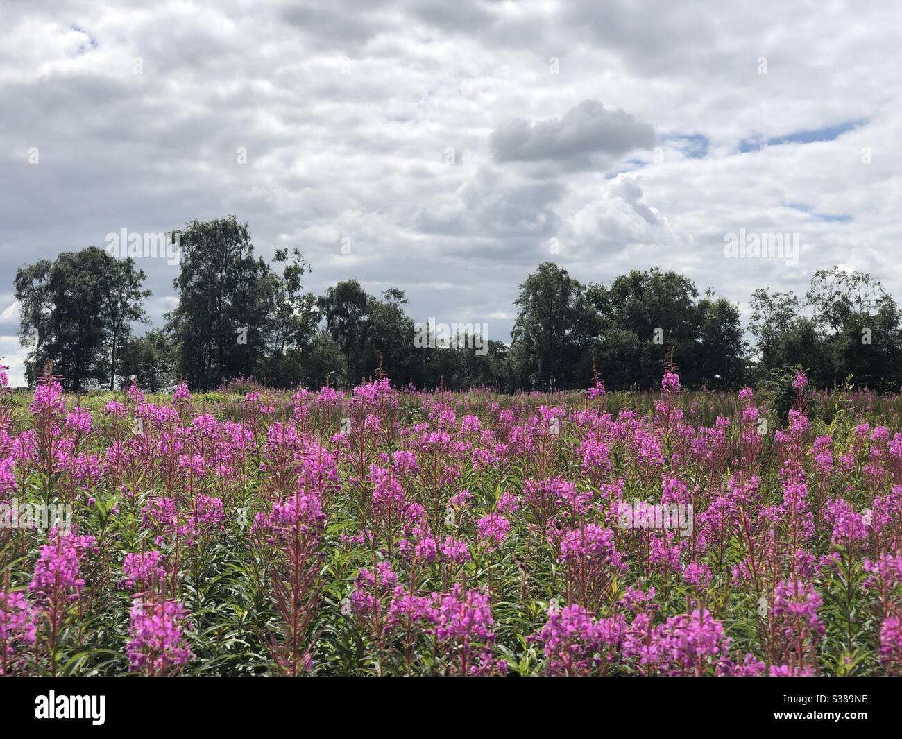 Pink sky fields hi-res stock photography and images - Alamy