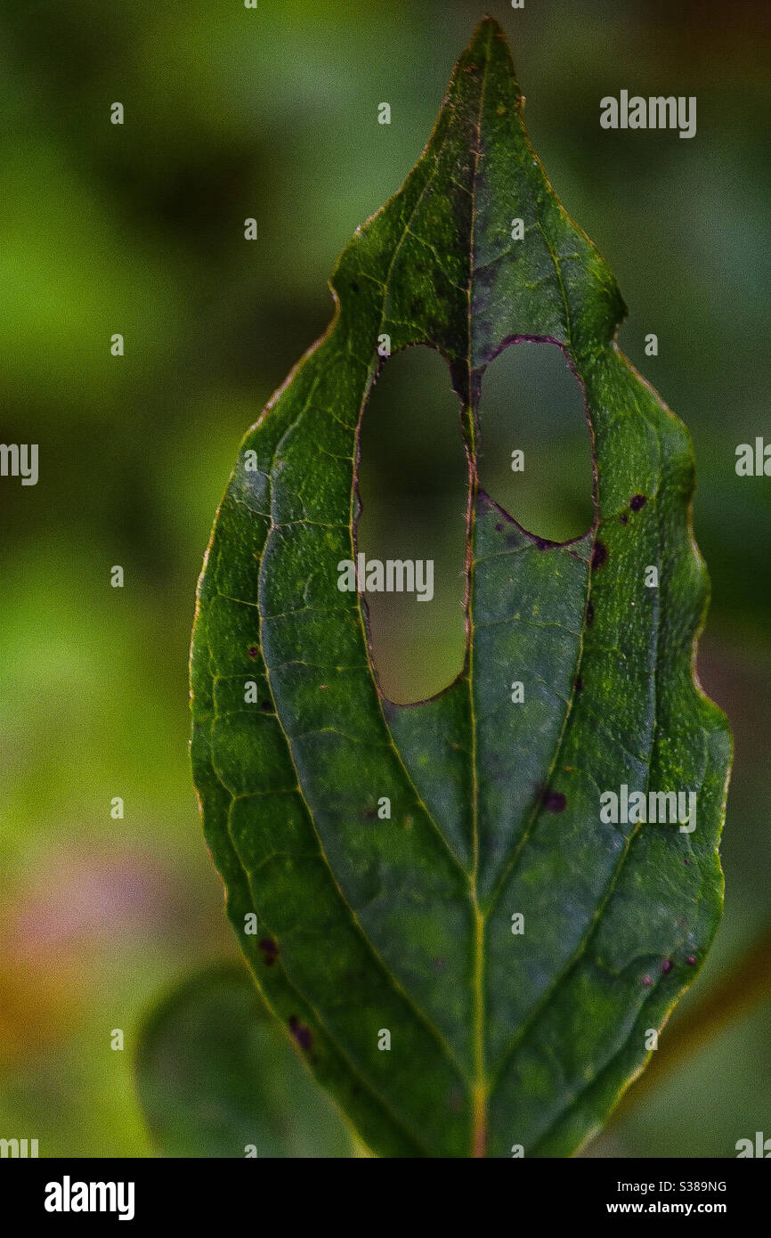 Green hole hi-res stock photography and images - Alamy