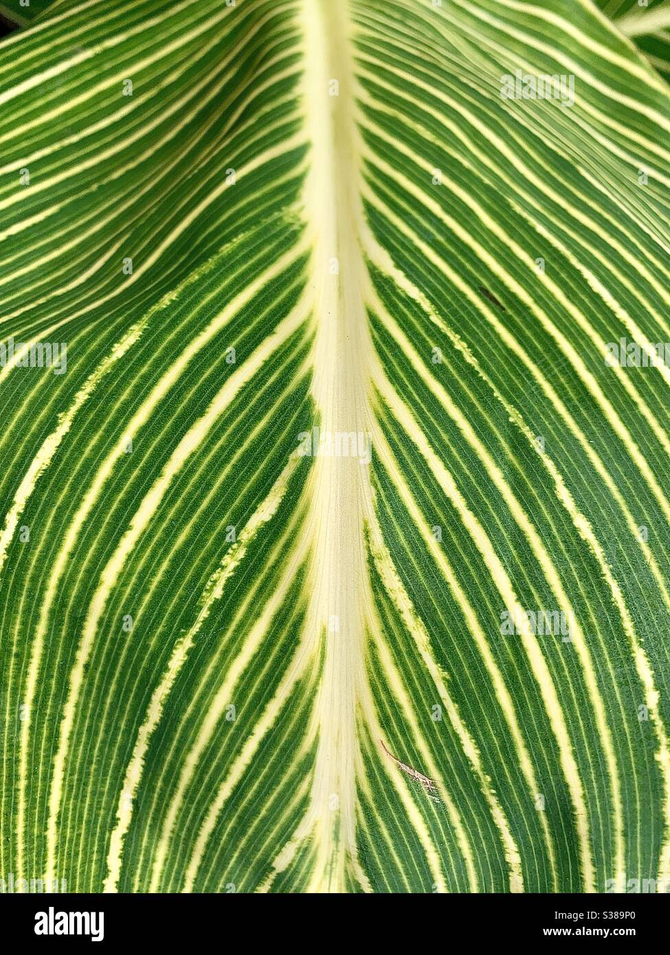 Striped leaf hi-res stock photography and images - Alamy