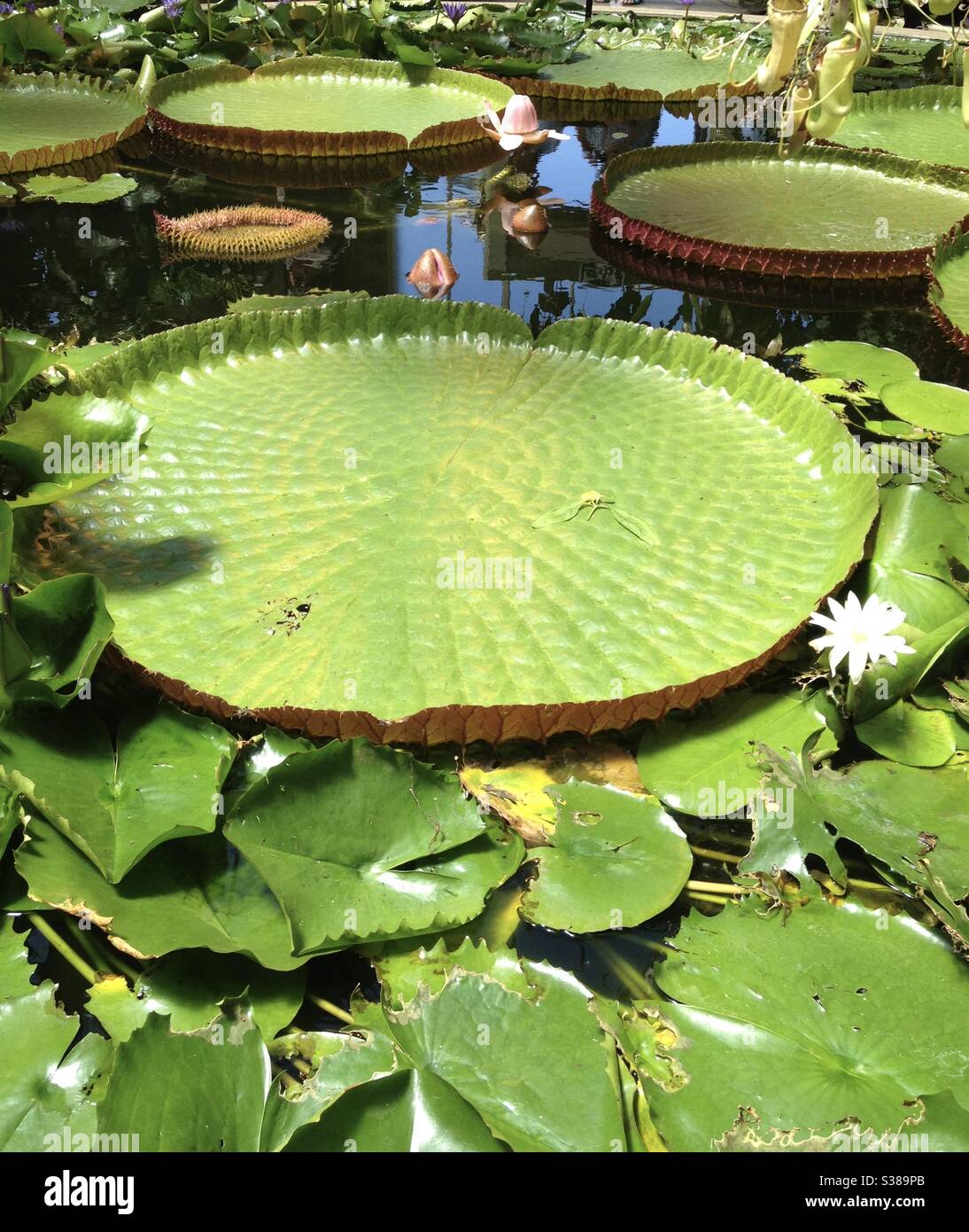 Water giant hi-res stock photography and images - Alamy