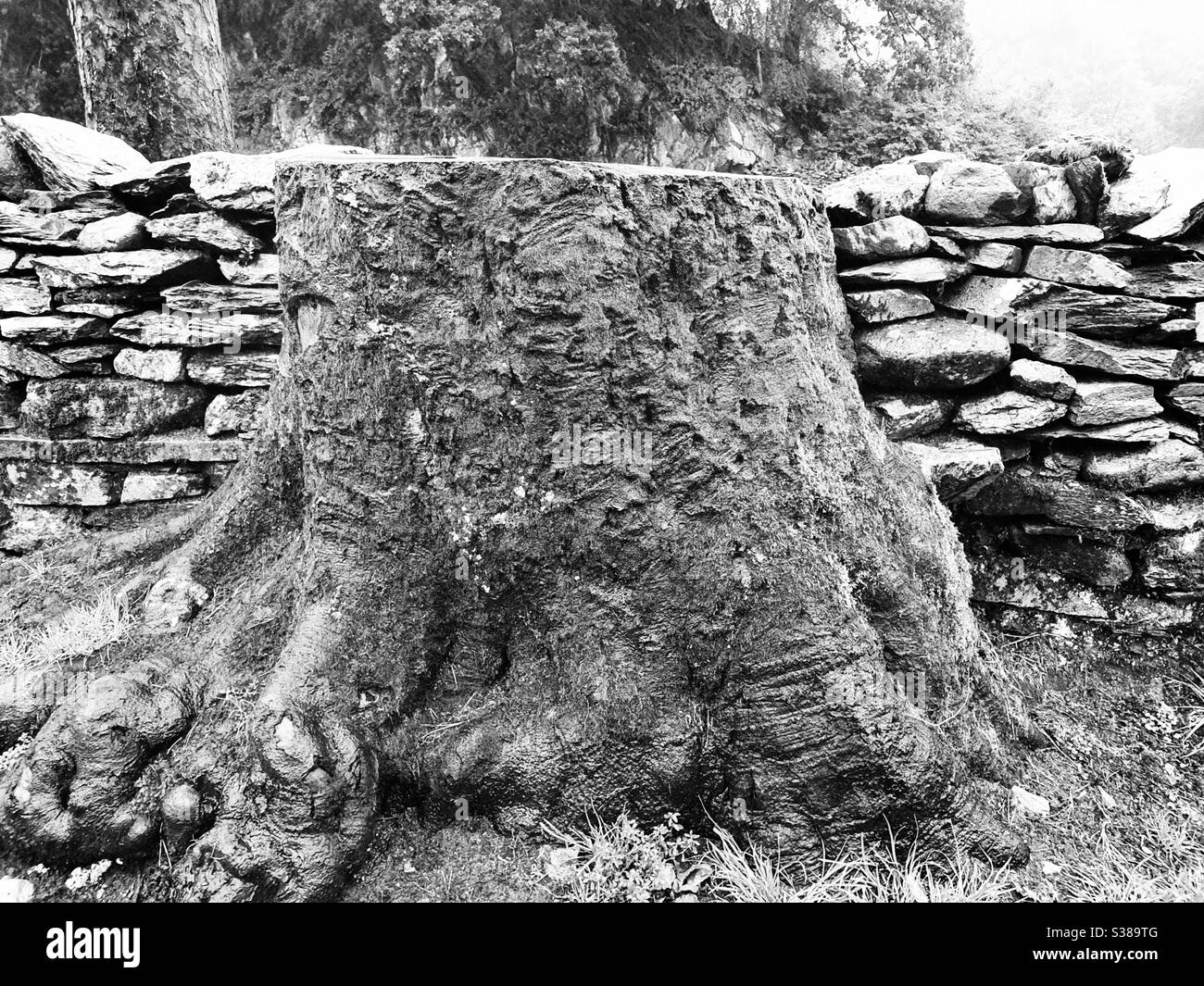 Sad tree hi-res stock photography and images - Alamy