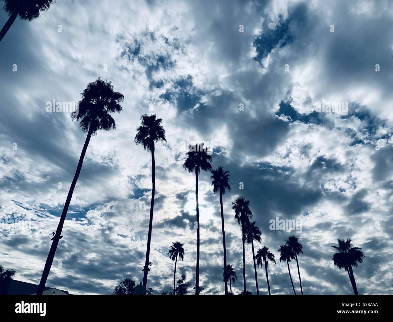 Arizona palme hi-res stock photography and images - Alamy