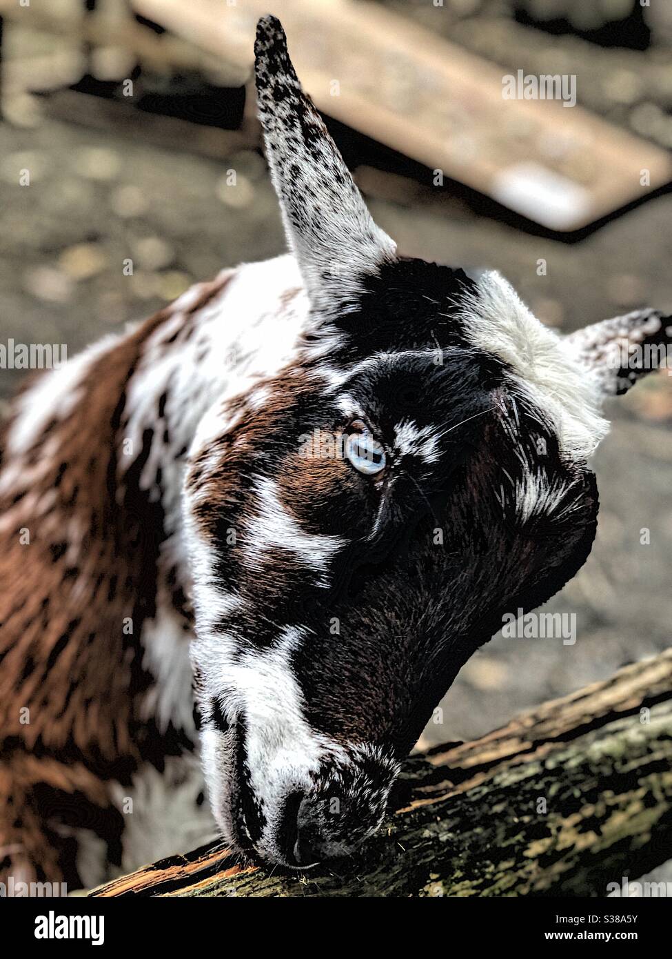 Goat zoo hi-res stock photography and images - Alamy