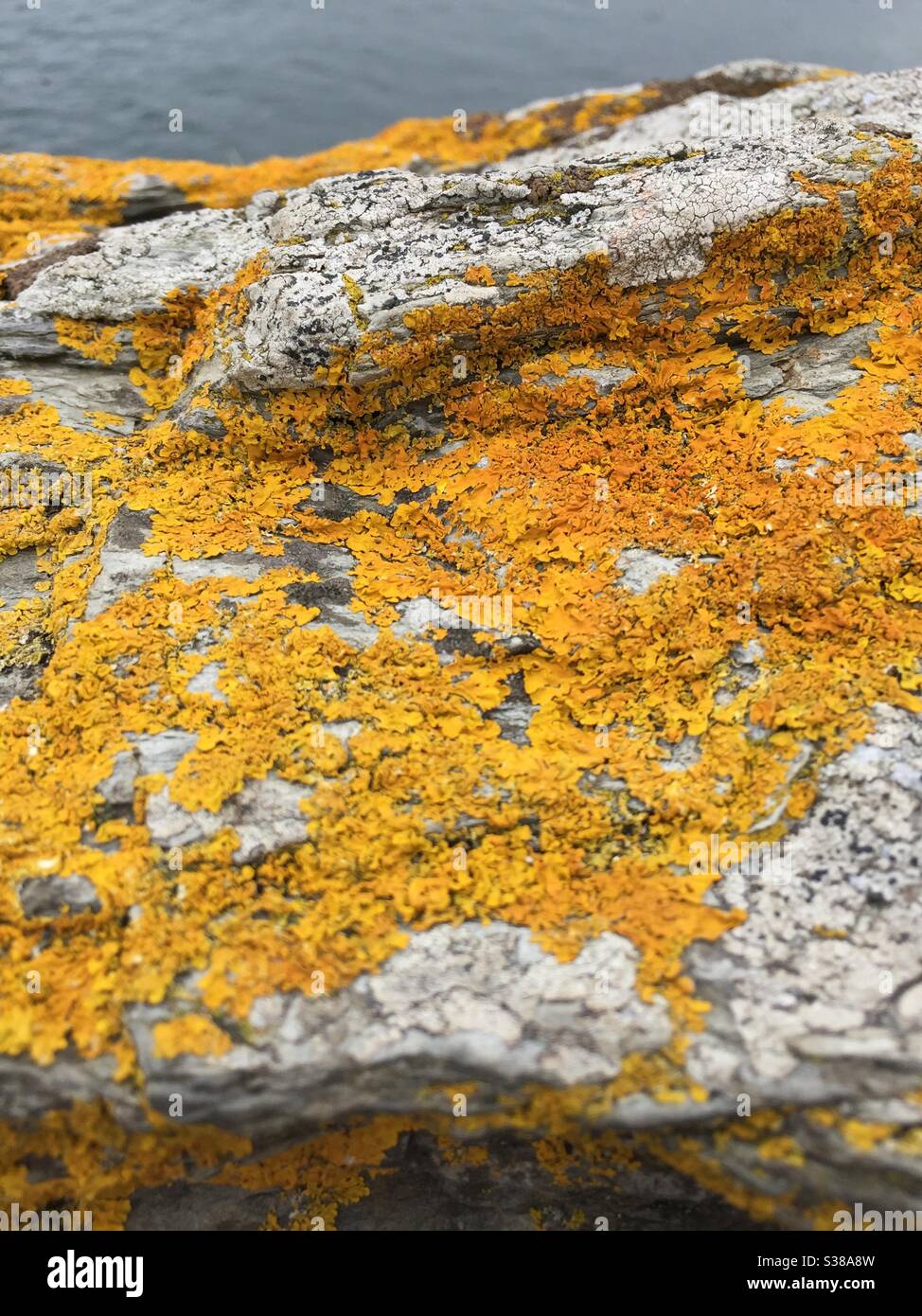 Orange lichen background hi-res stock photography and images - Alamy