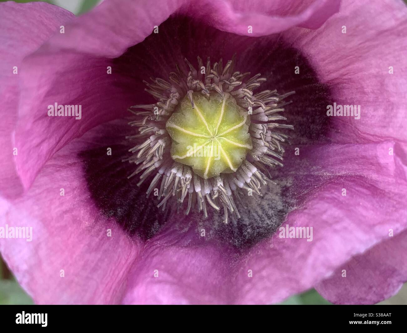 A beautiful mauve poppy Stock Photo - Alamy