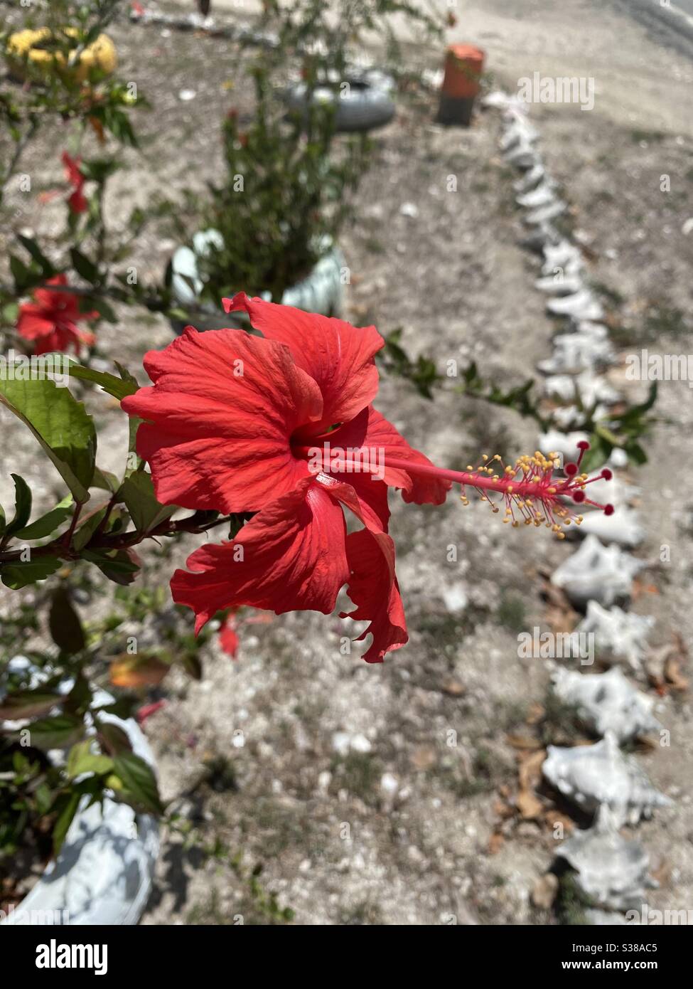 St croix virgin islands hi-res stock photography and images - Alamy