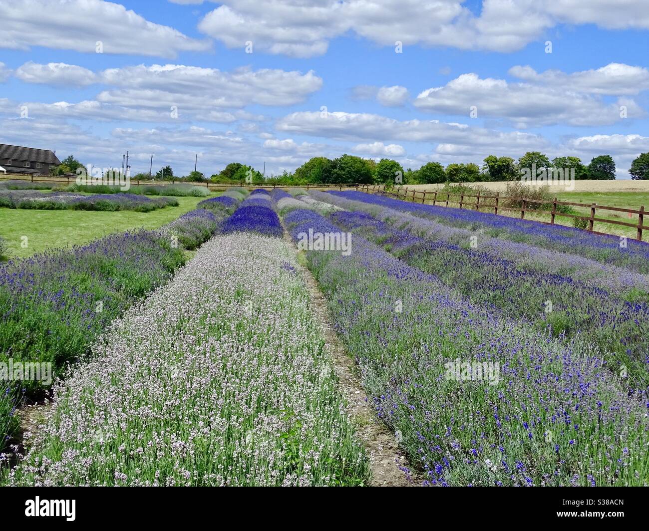 White fields hi-res stock photography and images - Alamy