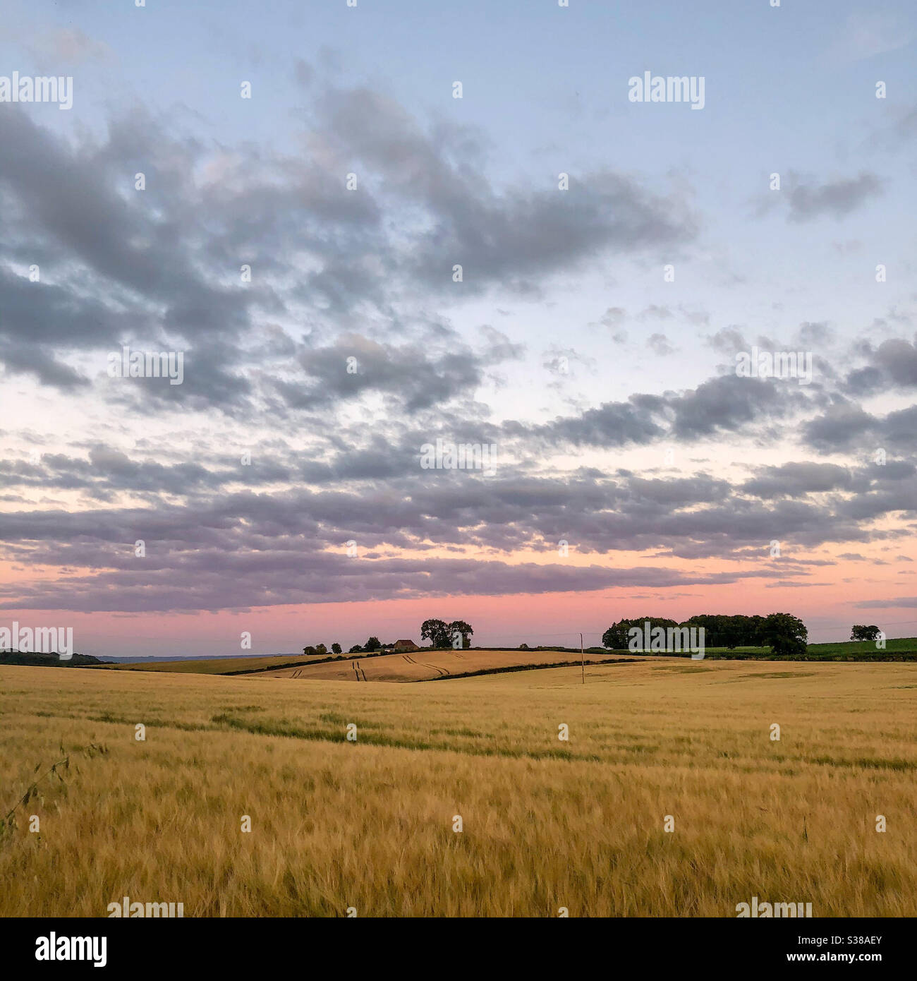 Barley field sunset hi-res stock photography and images - Alamy