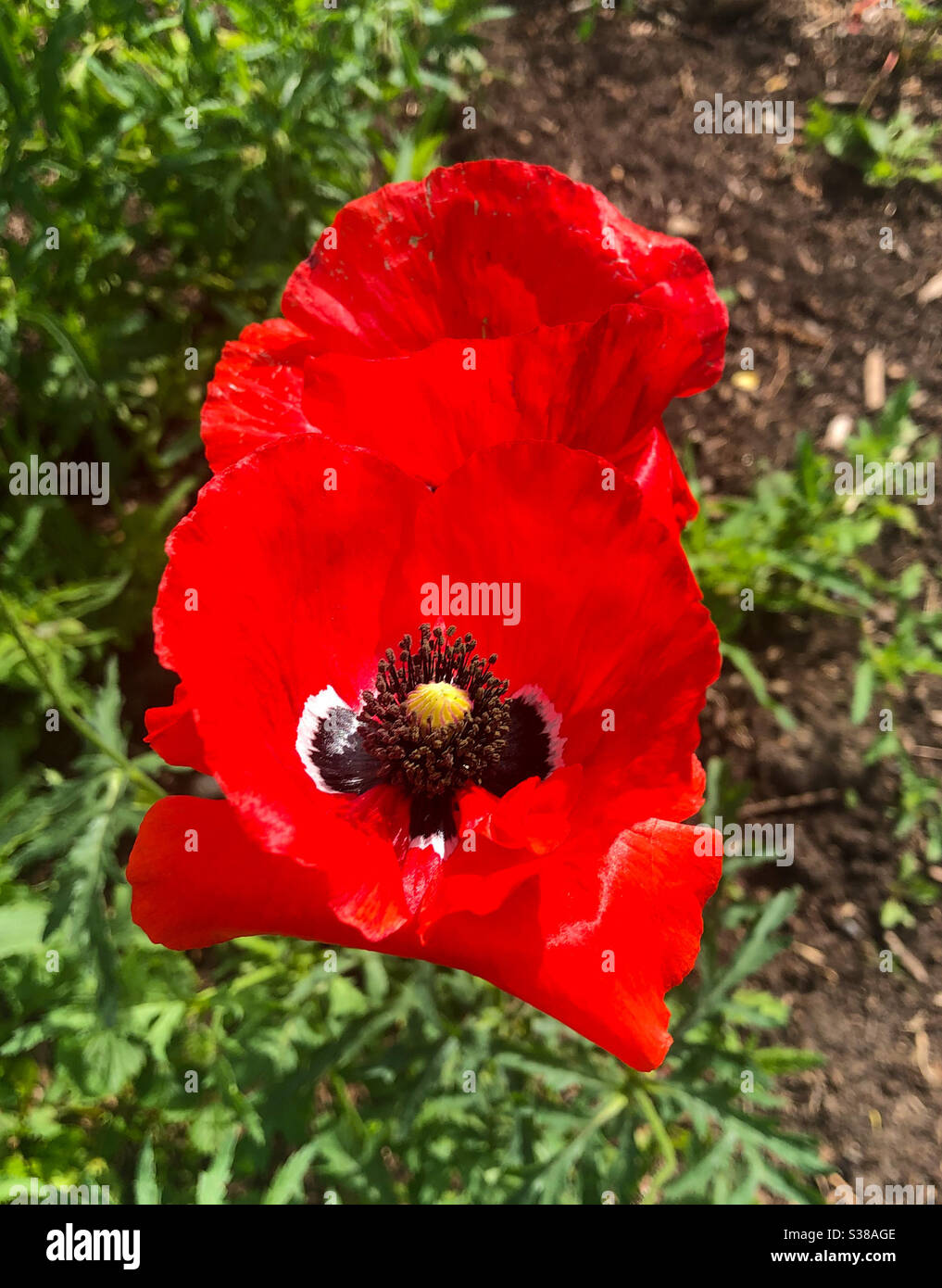 Riley park calgary hi-res stock photography and images - Alamy