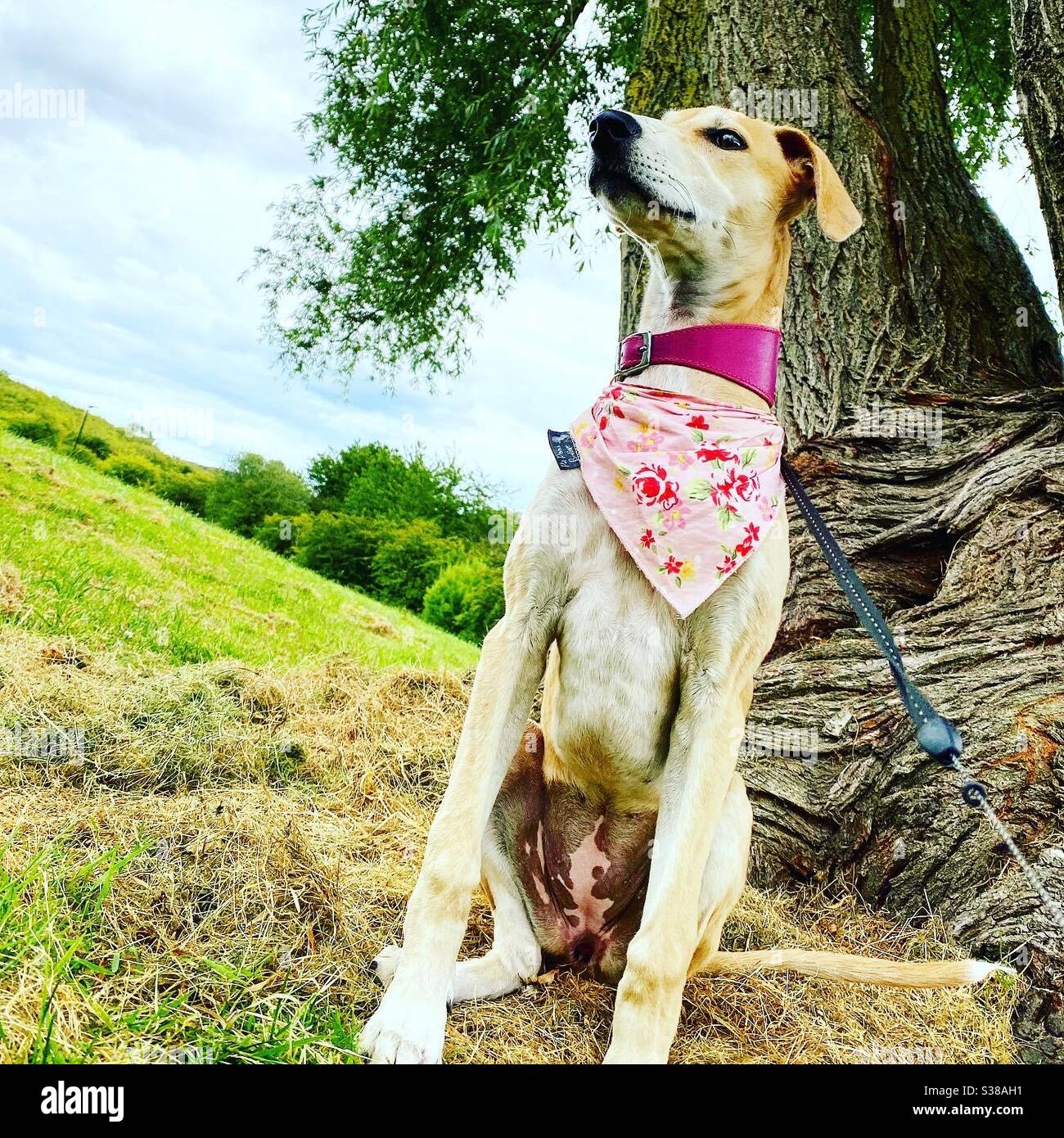 Lurcher Puppy High Resolution Stock Photography and Images - Alamy