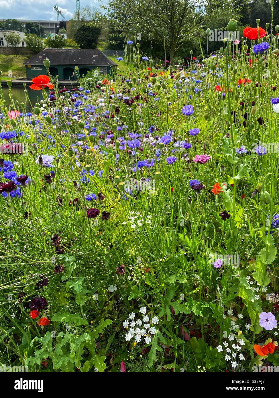 Wild flowers Crookes valley park Sheffield Stock Photo - Alamy