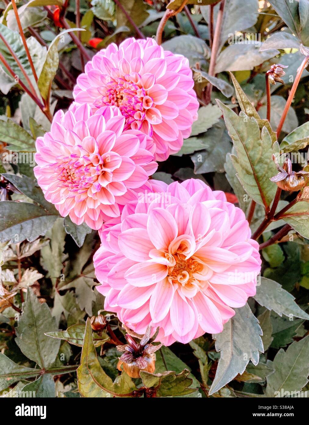 Dahlia foliage hi-res stock photography and images - Alamy