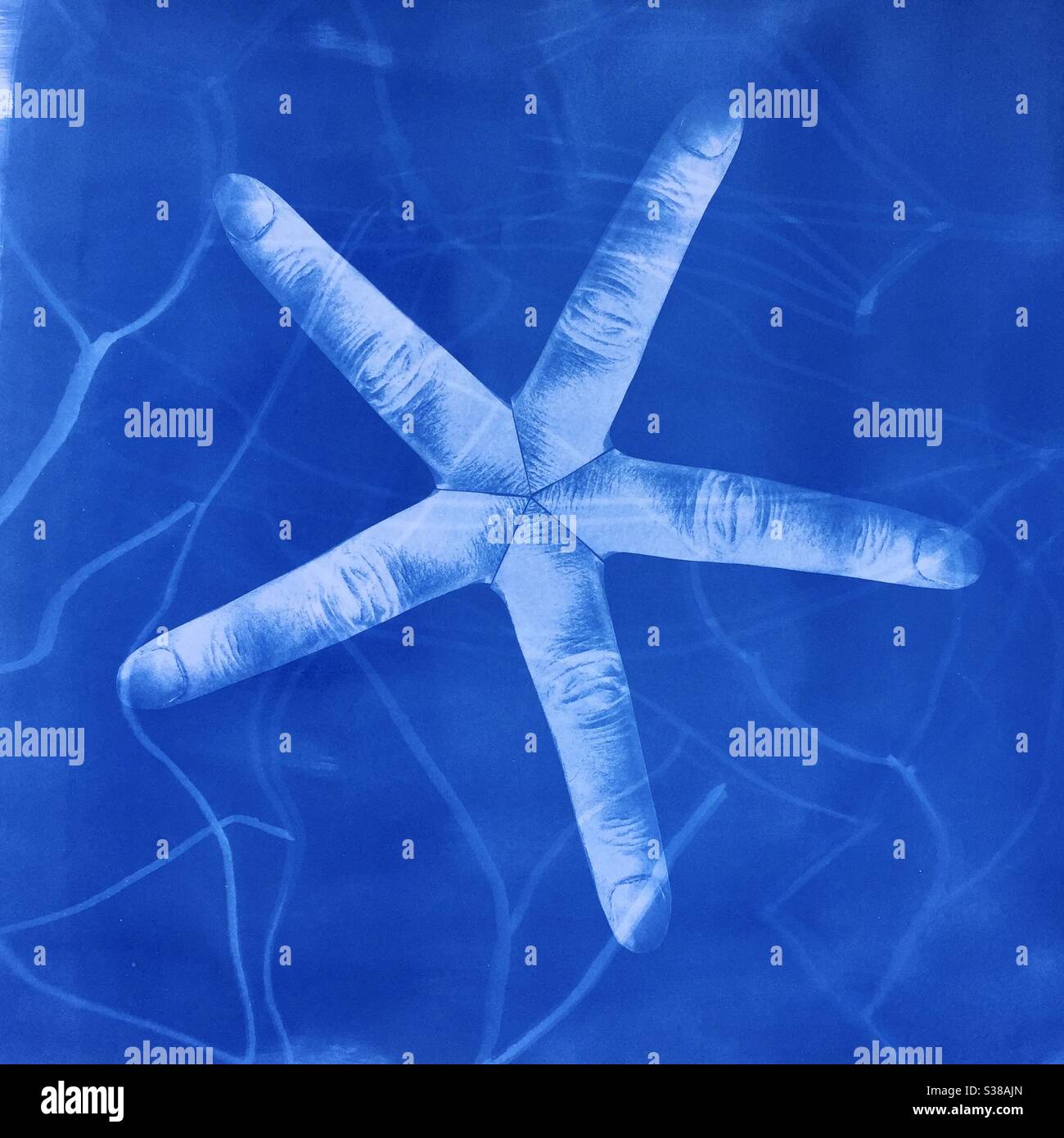 Cyanotype hi-res stock photography and images - Alamy