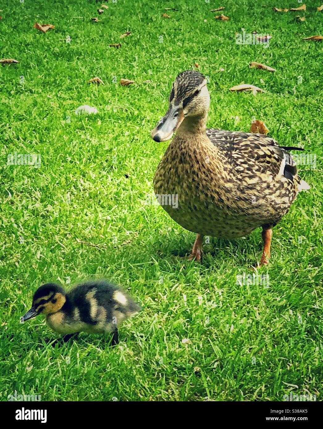 Mum duck hi-res stock photography and images - Alamy
