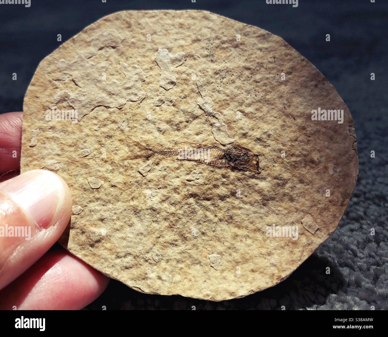 Fossil fish hi-res stock photography and images - Alamy