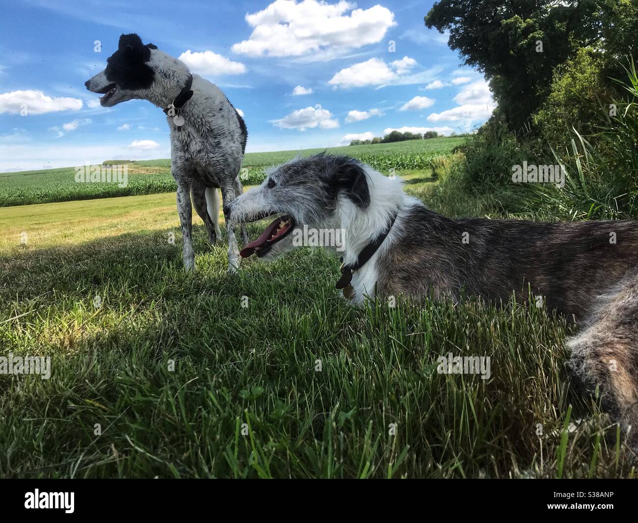 Lurcher dogs hi-res stock photography and images - Alamy