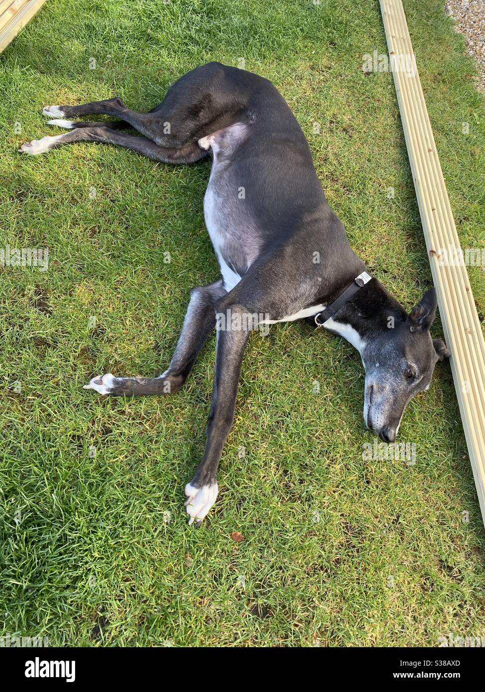 Sunbathe hi-res stock photography and images - Alamy