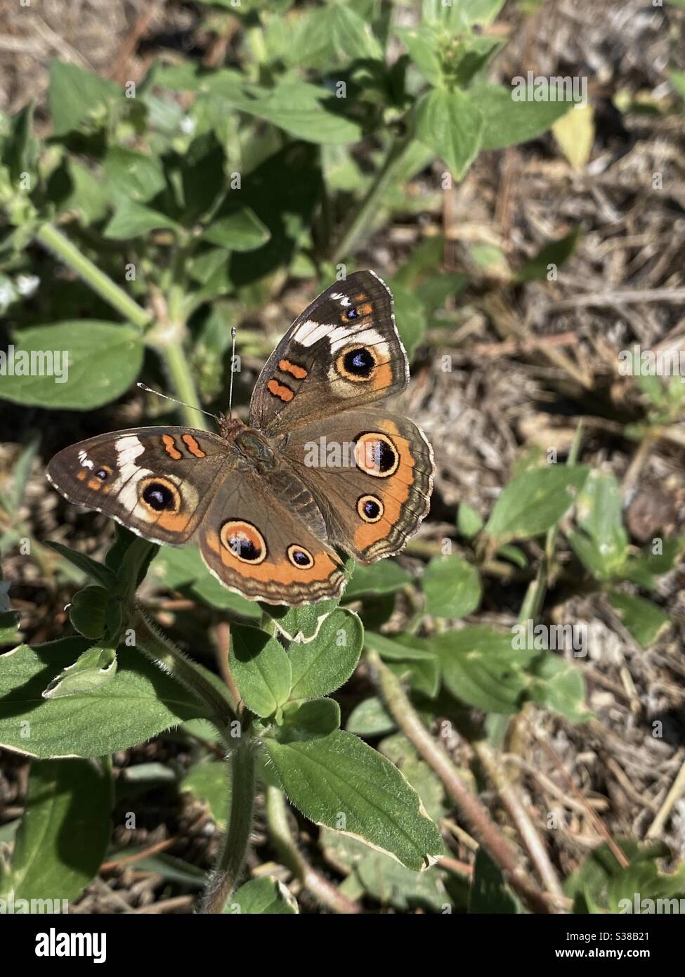 Buckeye butterfly getting pollen on forest floor wildflowers Stock ...