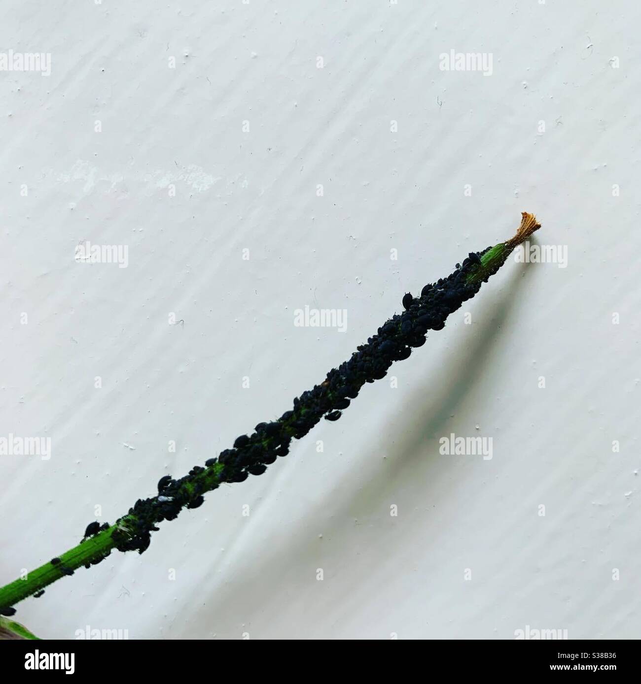 Blackfly bean stem plant hi-res stock photography and images - Alamy