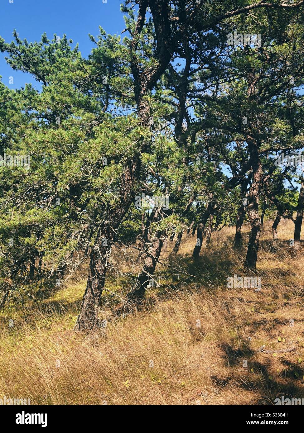 Leaning pine trees hi-res stock photography and images - Alamy