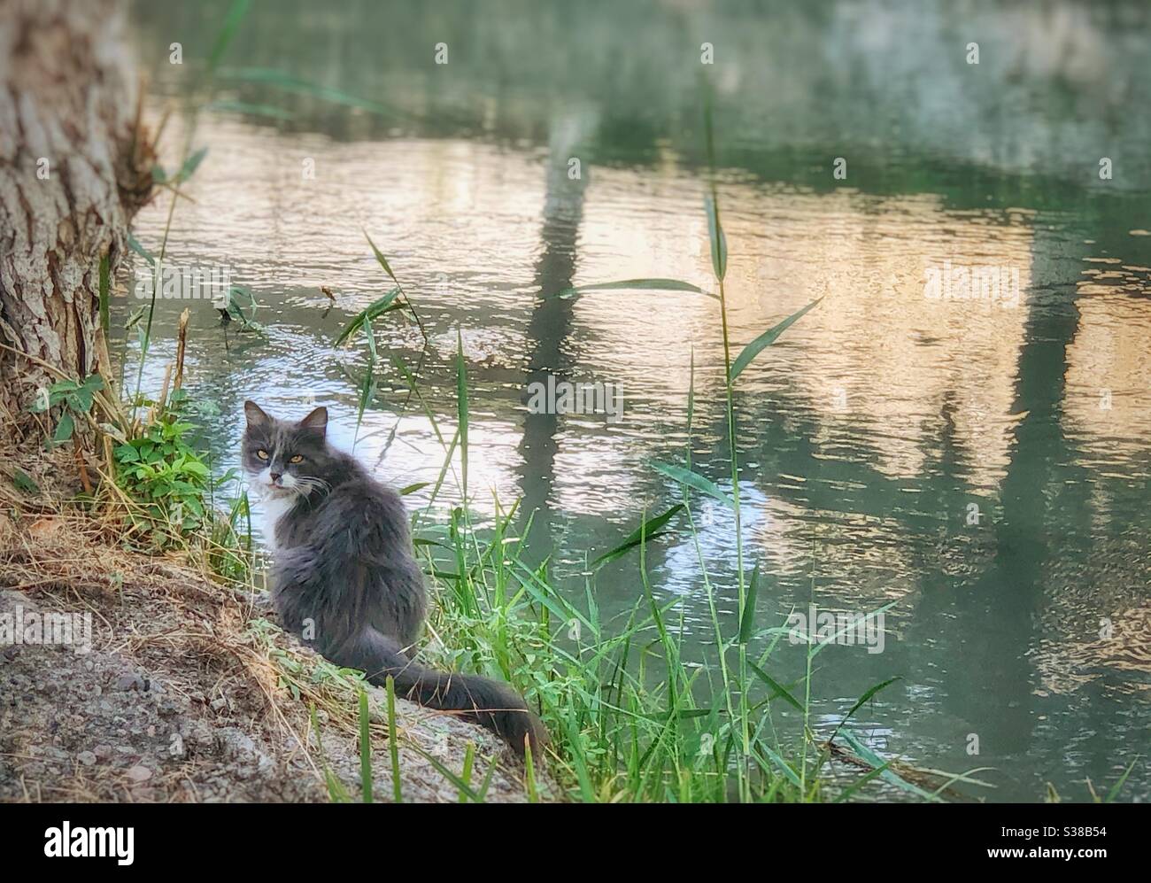 Cat river hi-res stock photography and images - Alamy