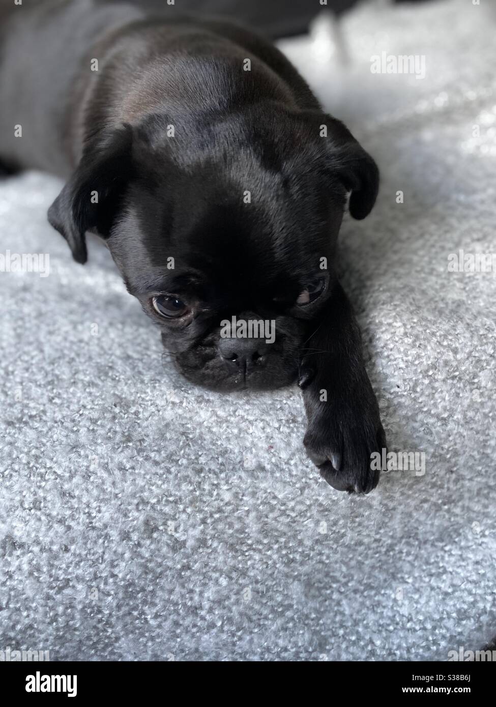Sleepy pug hi-res stock photography and images - Alamy