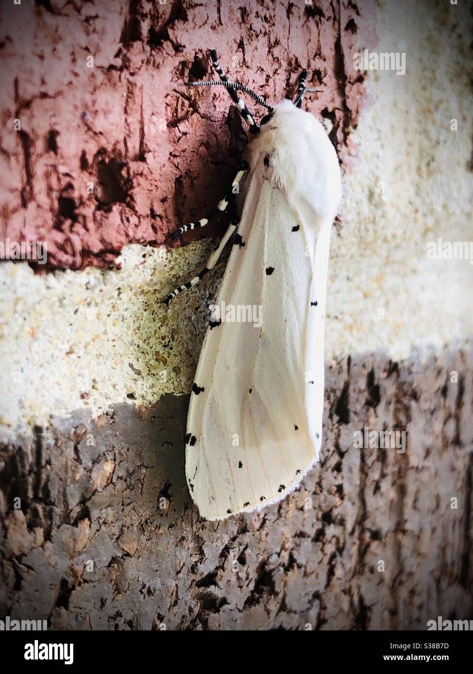 Moths insects hi-res stock photography and images - Alamy