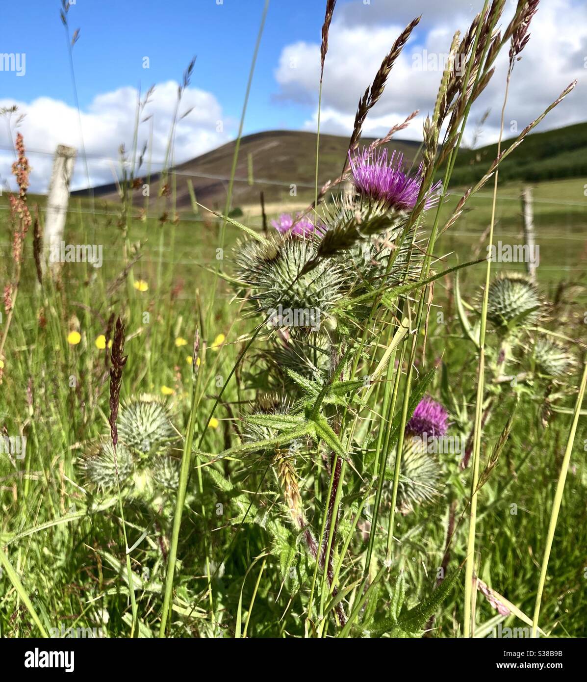 Thistle scotland hi-res stock photography and images - Alamy