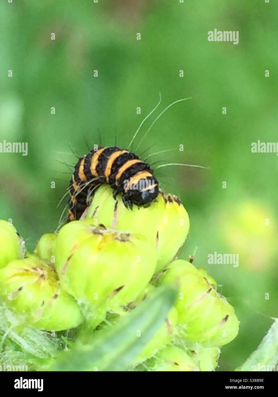 Insect Disguise High Resolution Stock Photography and Images - Alamy