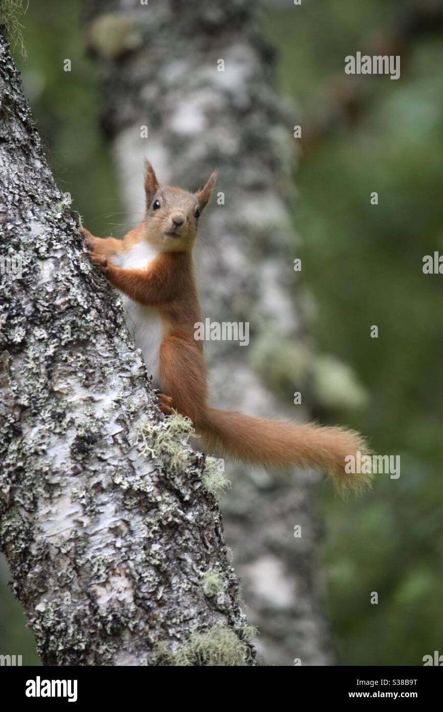 Scottish Wild Red Squirrel High Resolution Stock Photography and Images ...